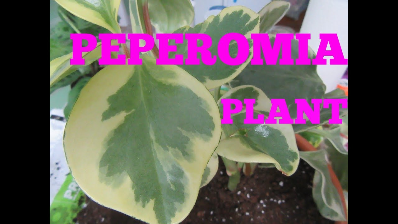 REPOTTING PEPEROMIA PLANT - YouTube