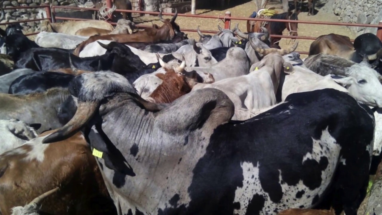 VACAS CEBU CON SARDO NEGRO - YouTube