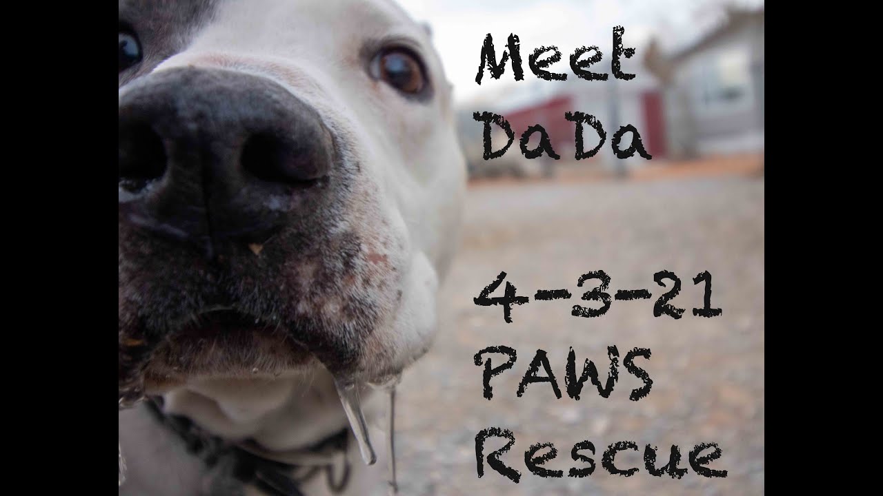 DaDa the 14 year old love bug ADOPTED! - YouTube