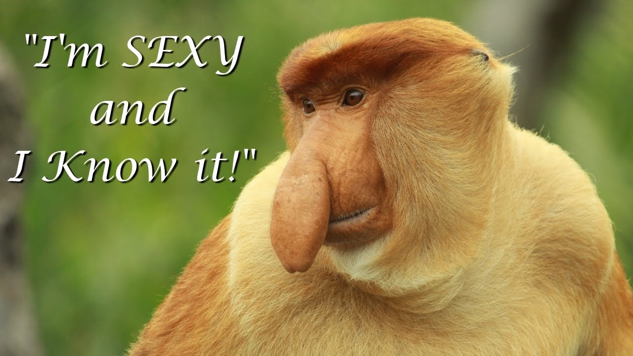 Proboscis Monkey, the Playboy of Borneo - YouTube