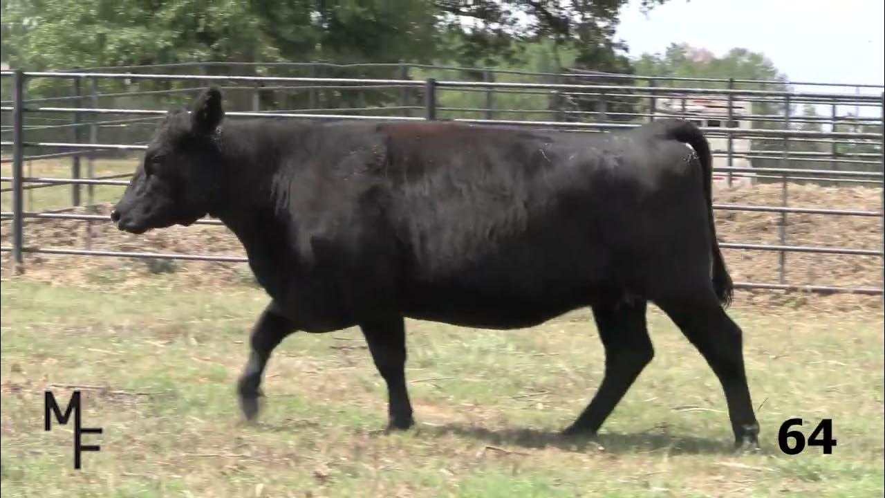 McCloud Farms Lot 64 - YouTube