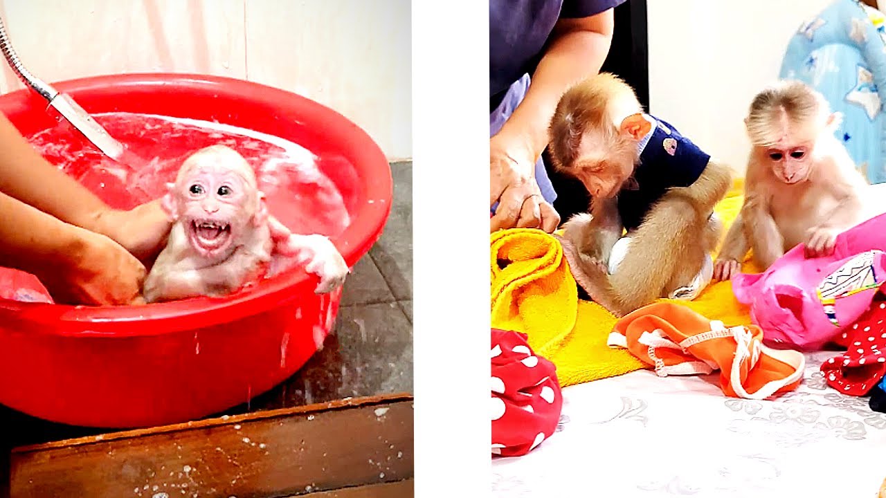 Bryan Monkey so happy and know how swim very well - YouTube