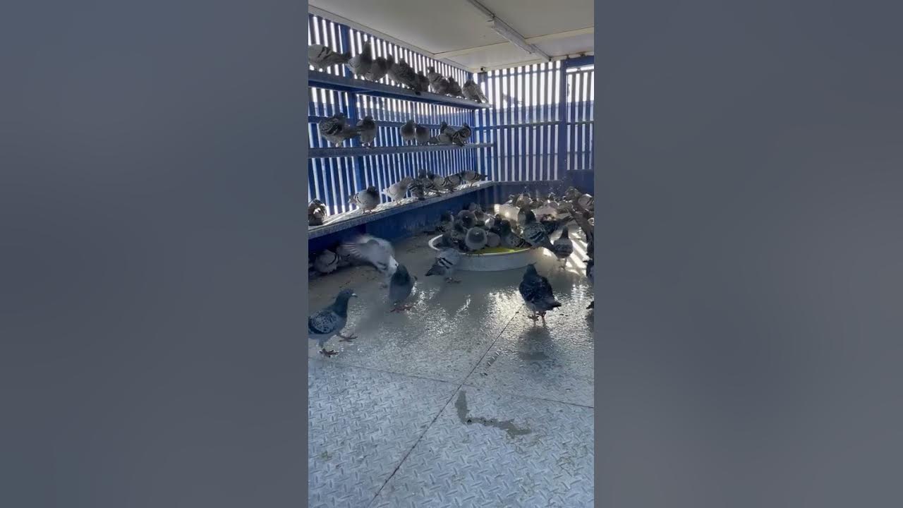 حمام الزاجل لوفت البطل الكويتي مشعل جبيلان Youtube