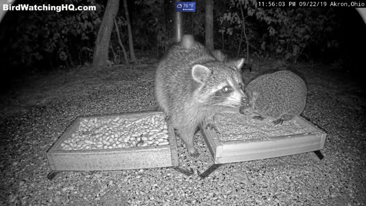 Woodchuck Bites Skunk and Raccoon ... BWHQ 🐰🦊 - YouTube