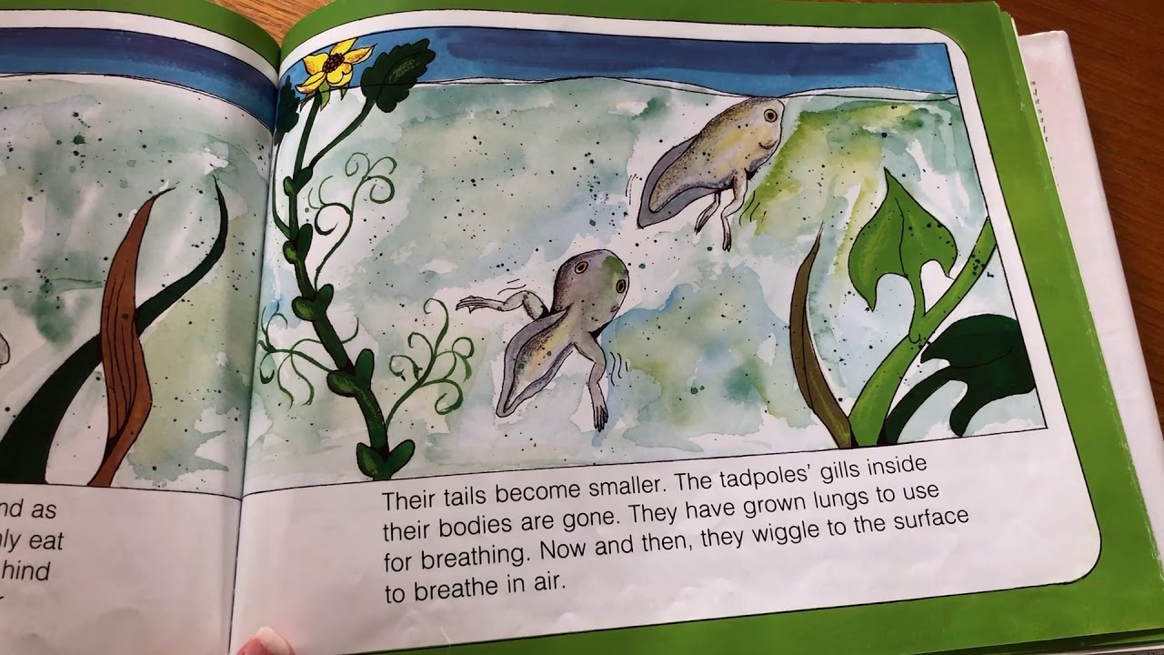 Storytime- Frogs - YouTube