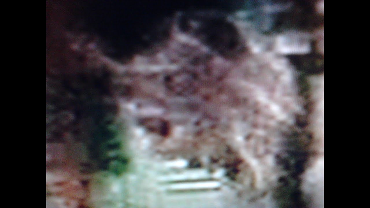 REPTILIAN DEMON MORPHEUS : HUMAN DISGUISE ILLUSION "1" - YouTube