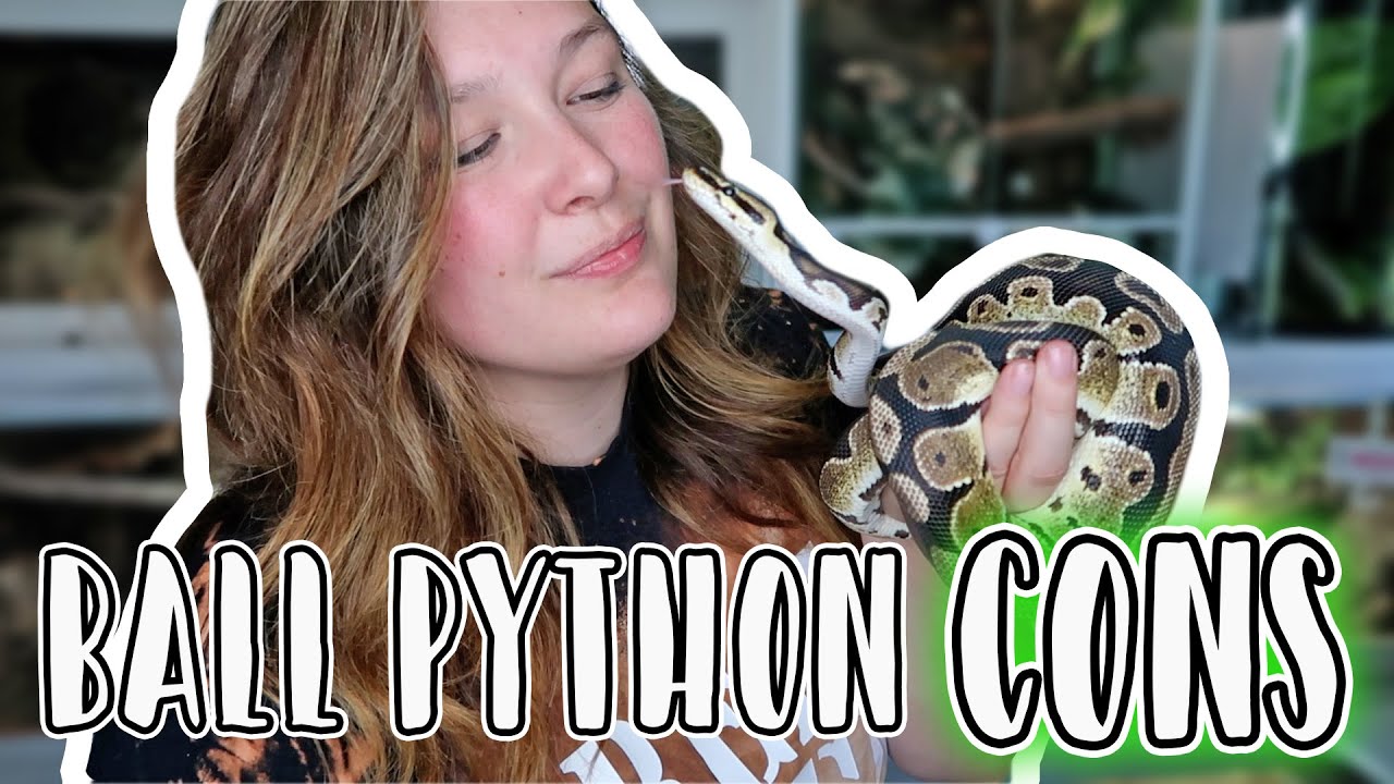 Reasons You Dont Want A Ball Python Ball Python Cons Youtube 9269