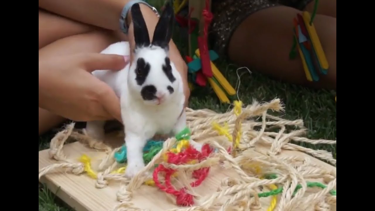 Juguetes Caseros Para Conejos Diy Youtube caseta para mi conejo bunny ...