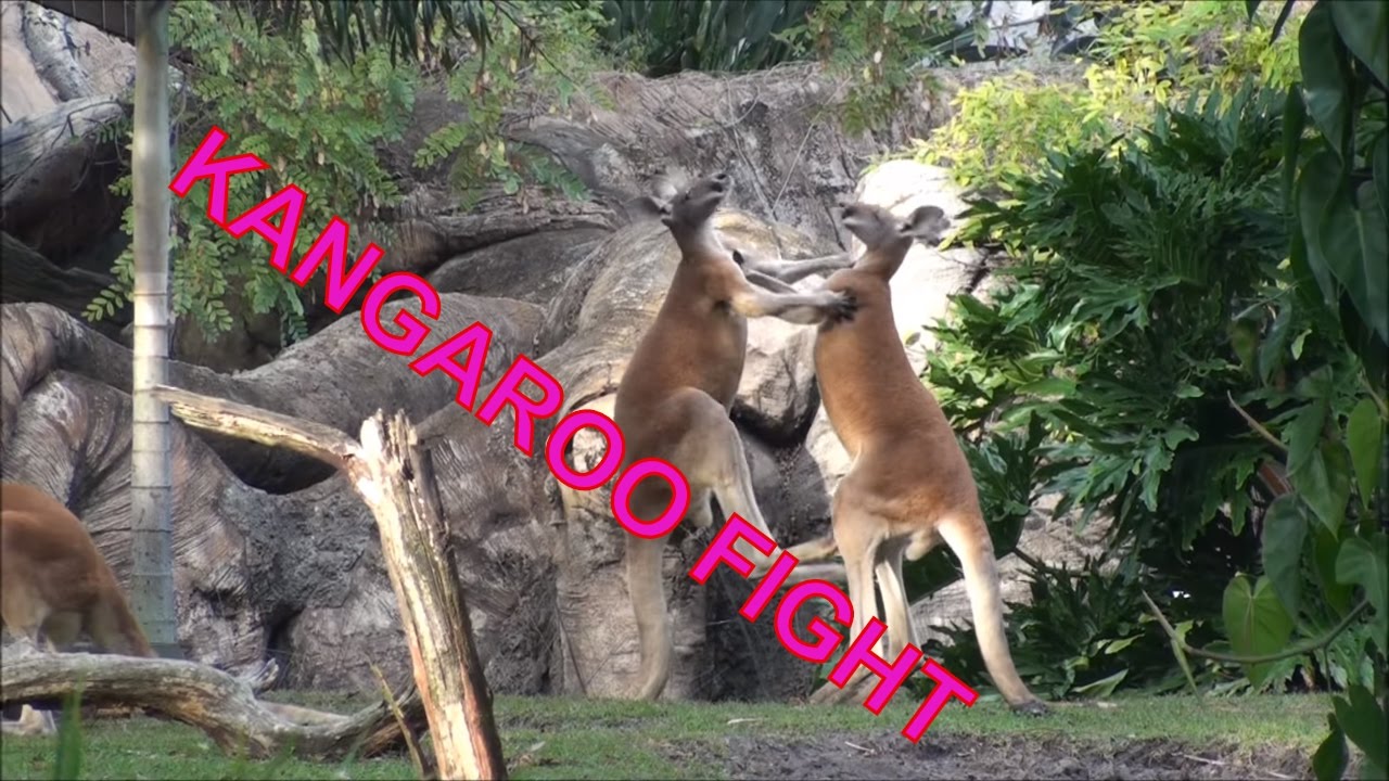 Boxing Kangaroos Fight in Disney World Animal Kingdom Big Red Kangaroo ...