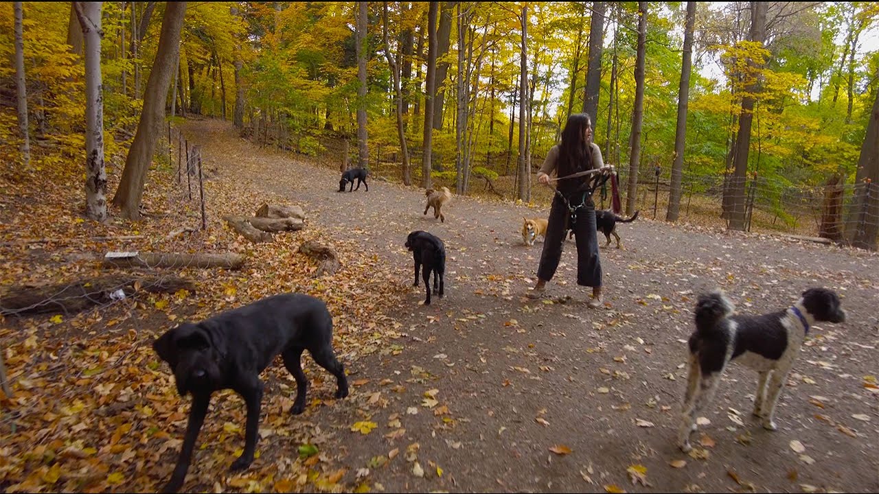 *4.5 HOURS* Toronto Parks & Ravines Hike in Autumn [4K 60fps / ASMR ...