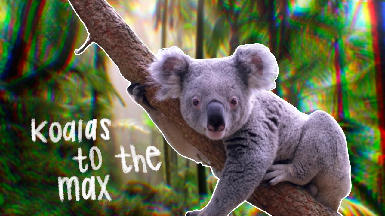 Koalas to the Max || arcade archives vol. 2 - YouTube