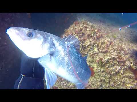 Pesca submarina en el Estrecho. Invierno 2021-2022