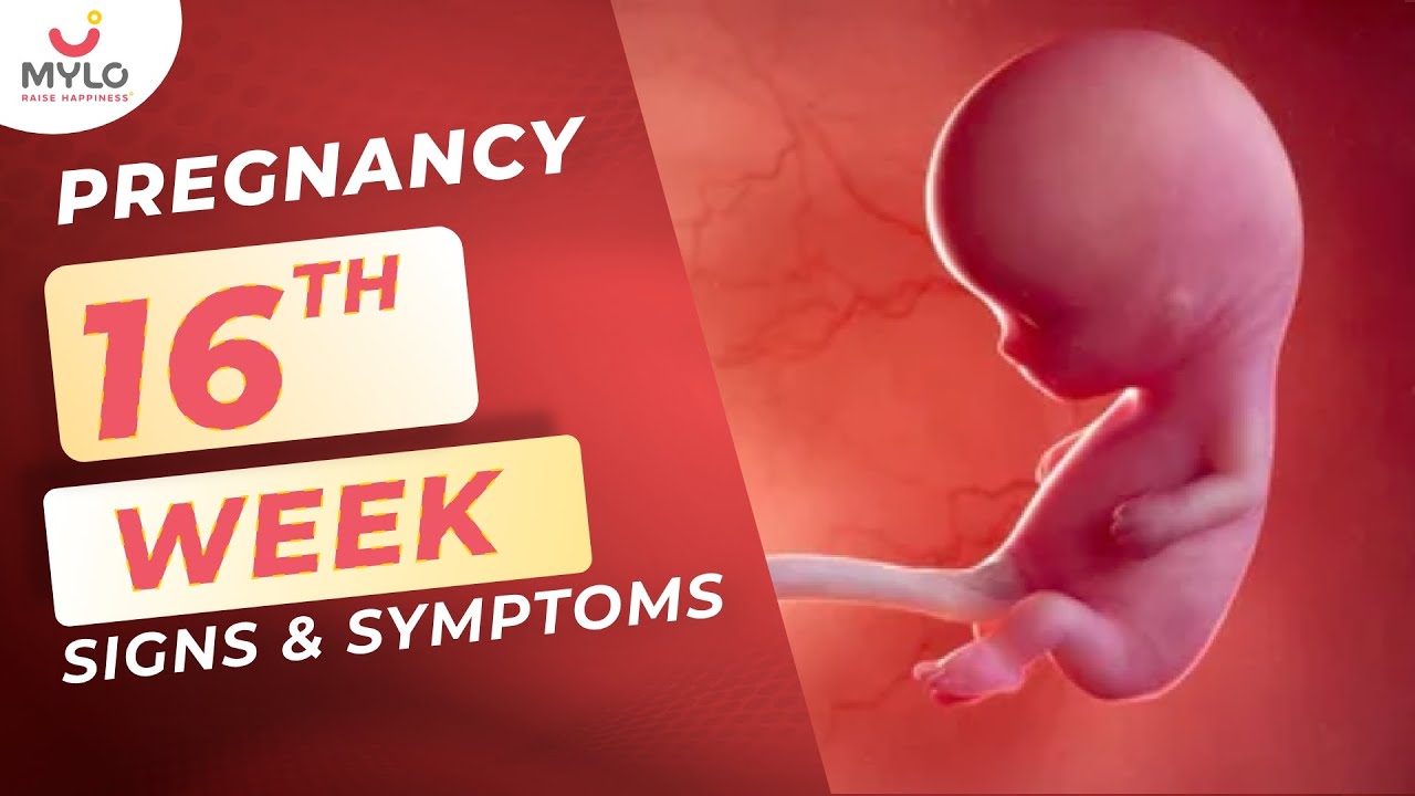 16 Weeks Pregnant: 16 Weeks Pregnant Baby Development | 16 Weeks ...