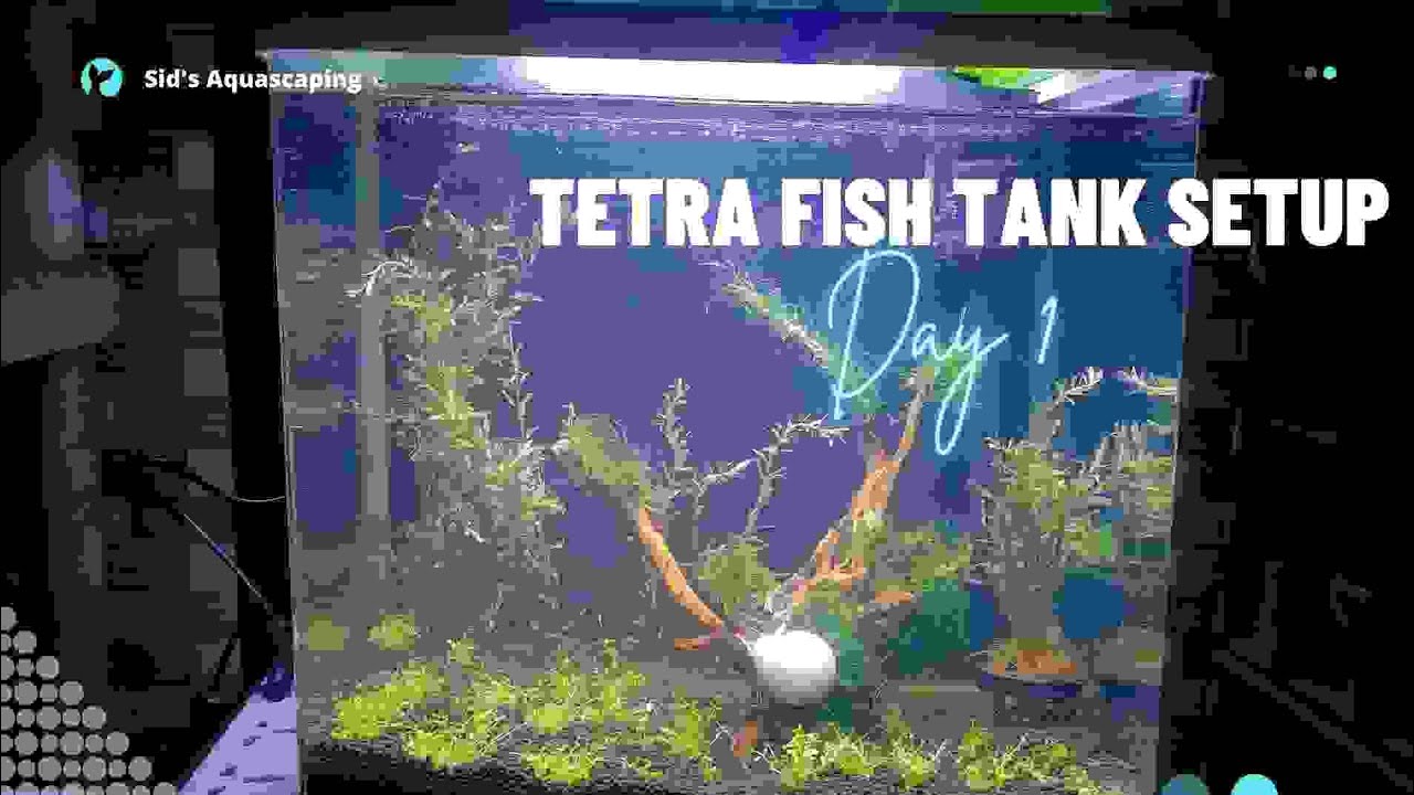 Low tech Tetra Planted tank setup Day 1. - YouTube