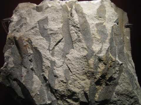 Cladoxylopsida | Wikipedia audio article