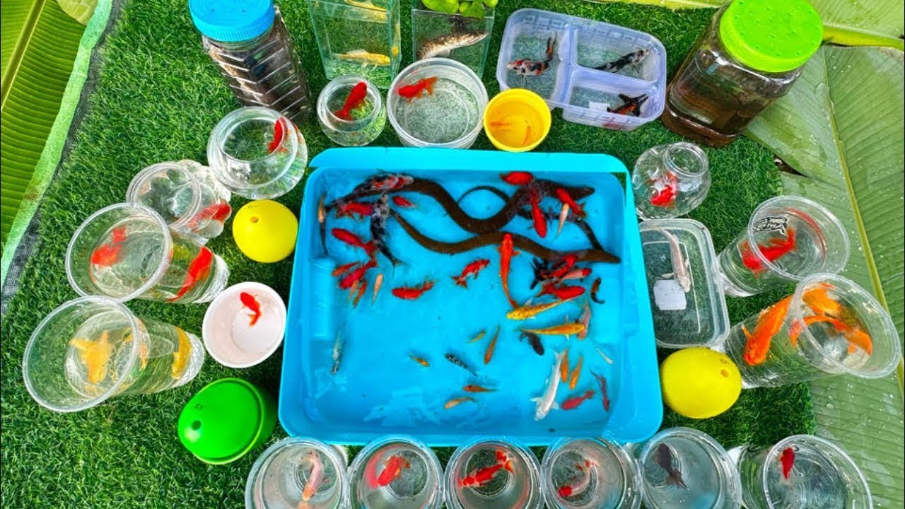 Unboxing beautiful baby snakes fish kiofish,goldfish,geppies fish ...