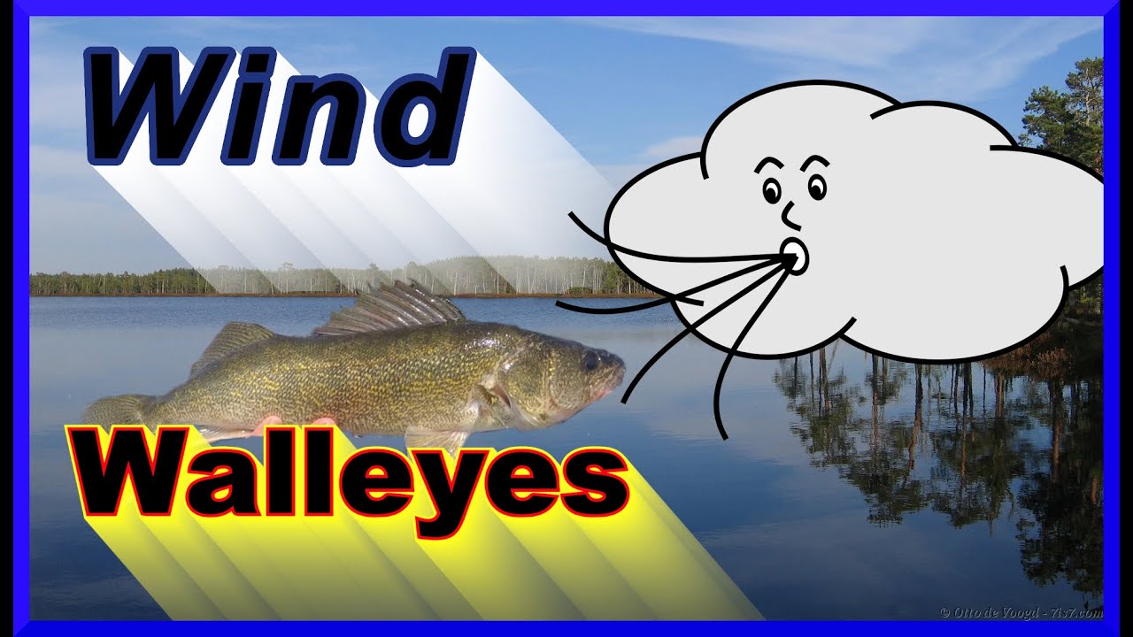 Wind Walleyes - YouTube