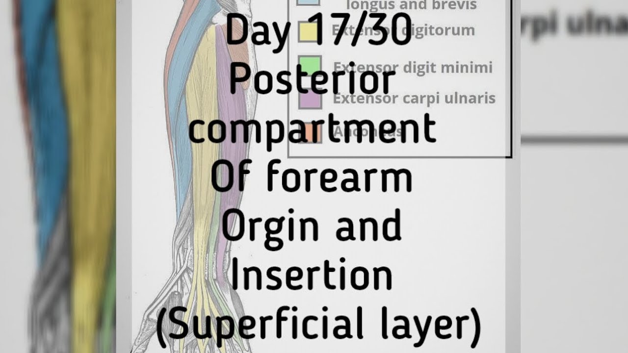 Day 17/30 posterior compartment of forearm muscles superficial layer ...