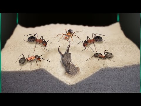 KARINCA ASLANI İLE KARINCALARIN ACIMASIZ SAVAŞI! [Canlı besleme!]