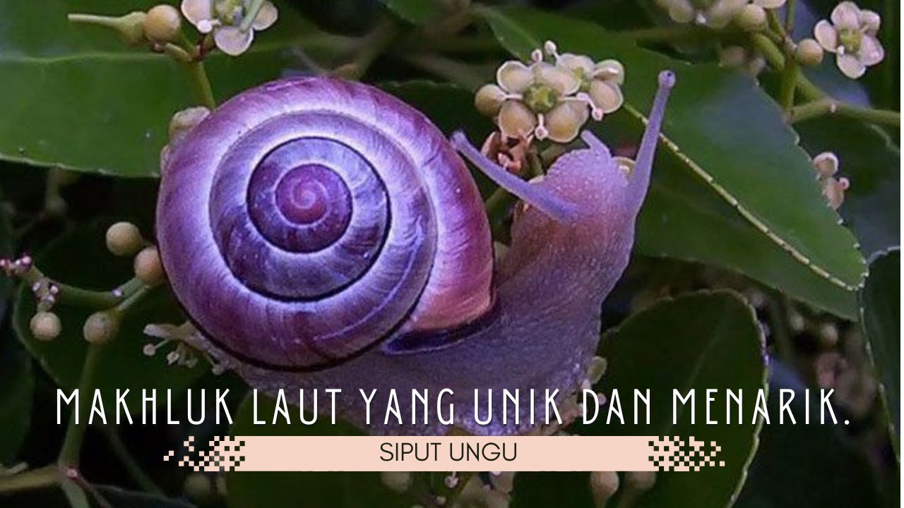 MAKHLUK LAUT UNIK DAN MENARIK, BERIKUT BEBERAPA FAKTA MENARIK TENTANG SIPUT LAUT - YouTube