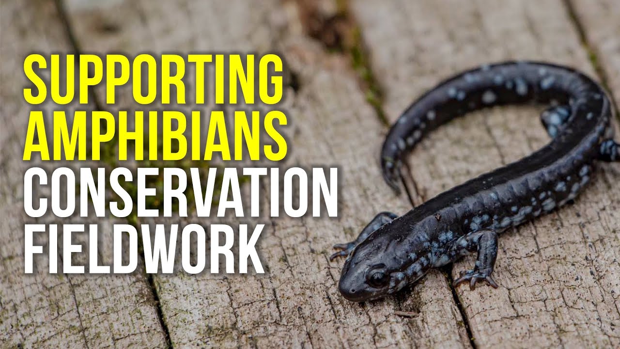 Amphibian Fieldwork | Conservation - YouTube