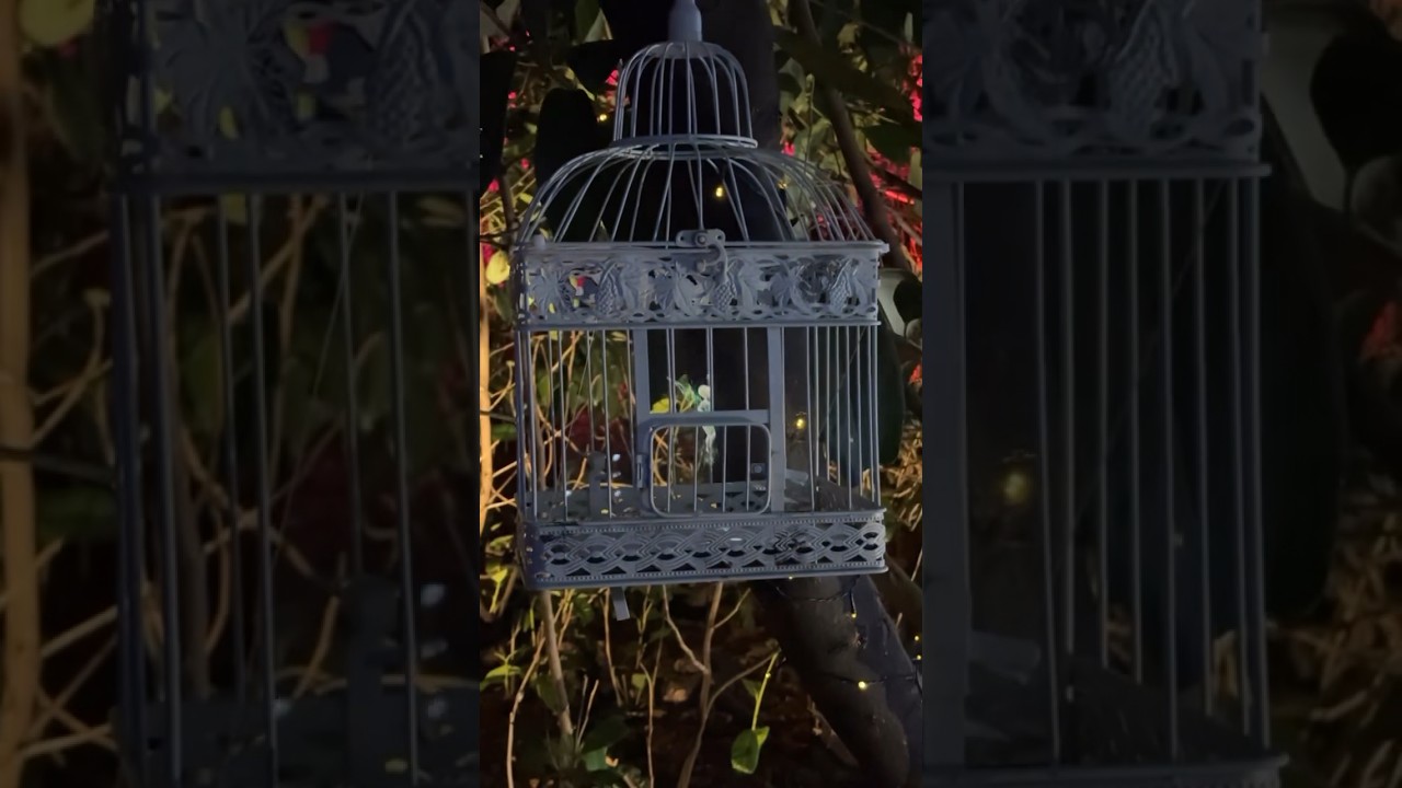 TINKERBELL IN A CAGE #tinkerbell #peterpan #enlightenment #fairy #film ...