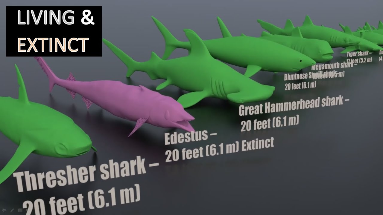 Sharks Size Comparison 3D - YouTube