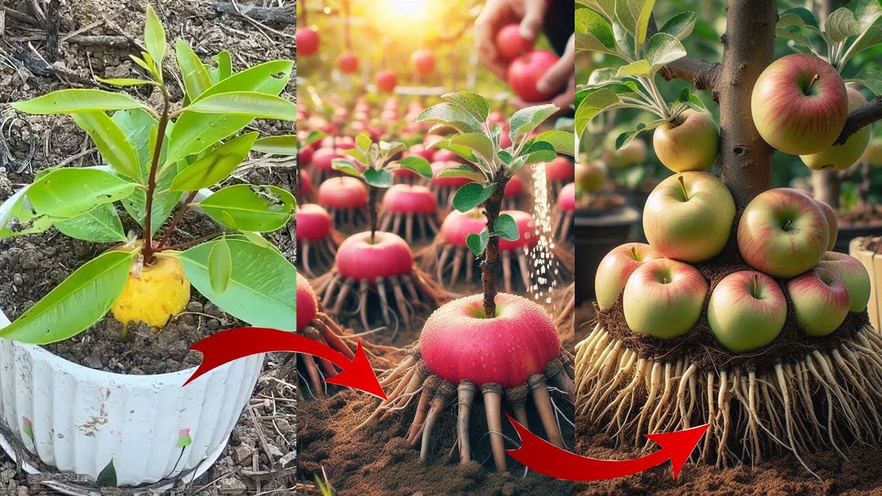 Best Way For Grafting Apple Tree Using Apple Fruit-Apple Tree Grafting ...