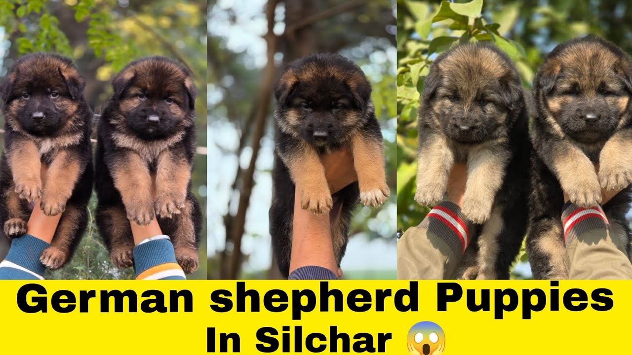 German shepherd Market in Silchar || dc pet world|| ph-9954160754 - YouTube