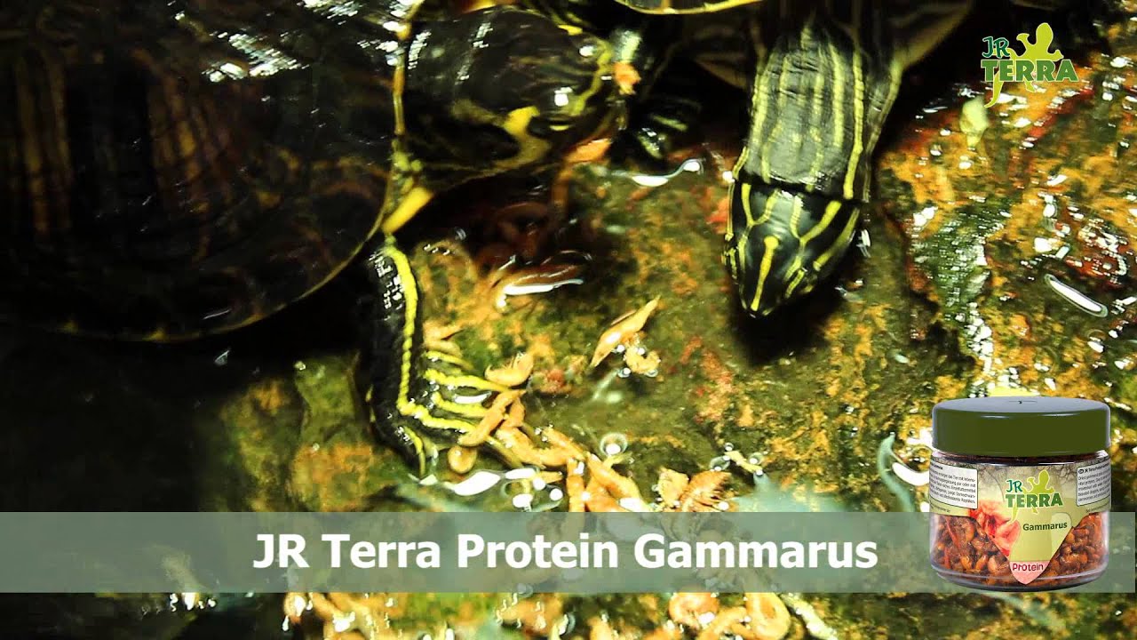 JR FARM - JR Terra Protein Gammarus - YouTube
