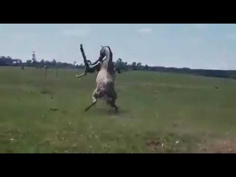 AT ÜSTÜNDE MÜTHİŞ HAREKETLER