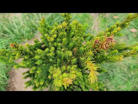 Black Dragon Cryptomeria - YouTube