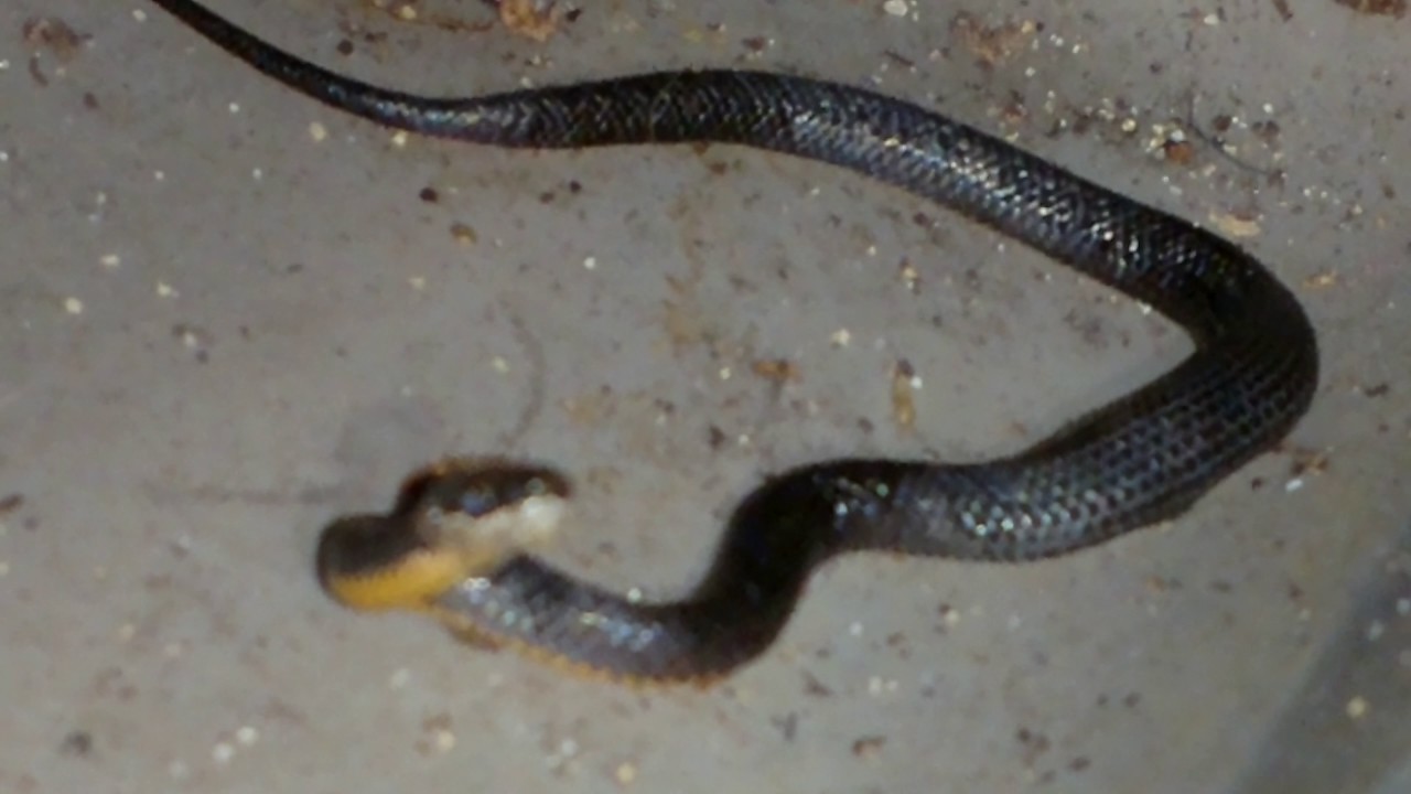 Southern ringneck snake...Florida - YouTube