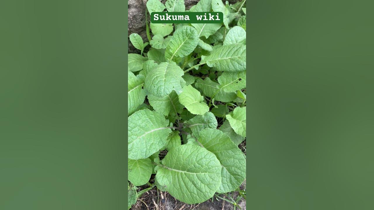 Sukuma wiki shambani week 3 tiali kuhamishwa - YouTube