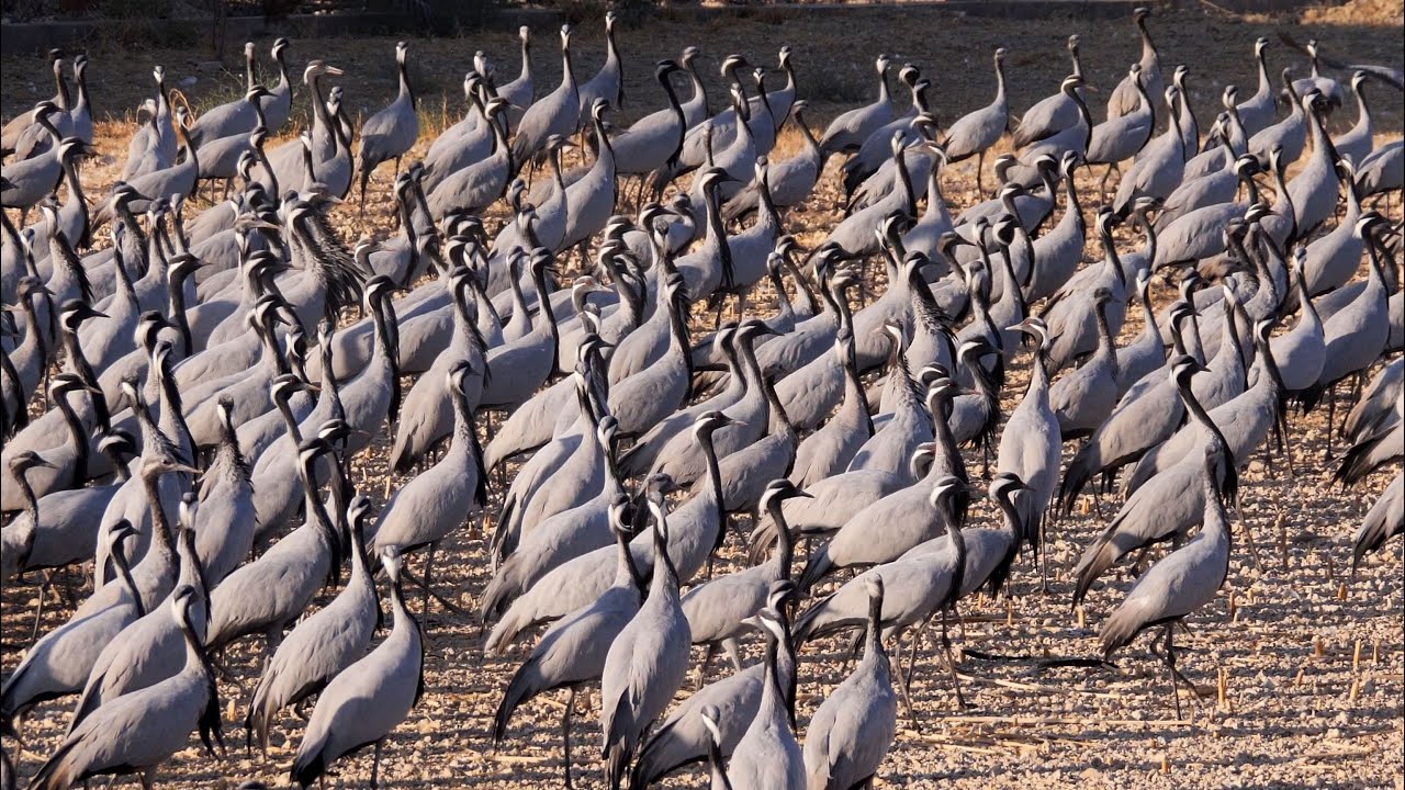 Demoiselle Crane feeding in Khichan, India - YouTube