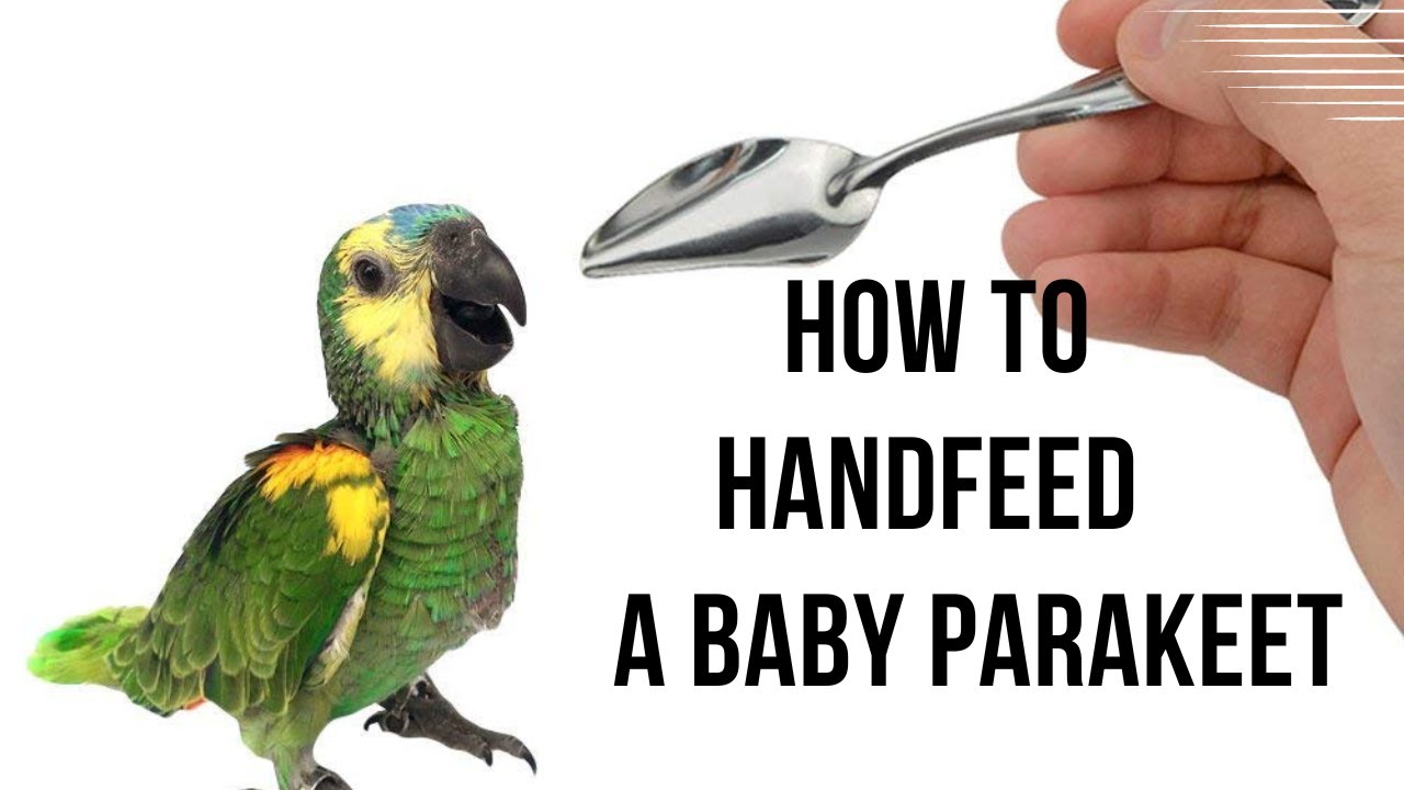 HOW TO HAND FEED A BABY PARAKEET | STEP BY STEP - YouTube