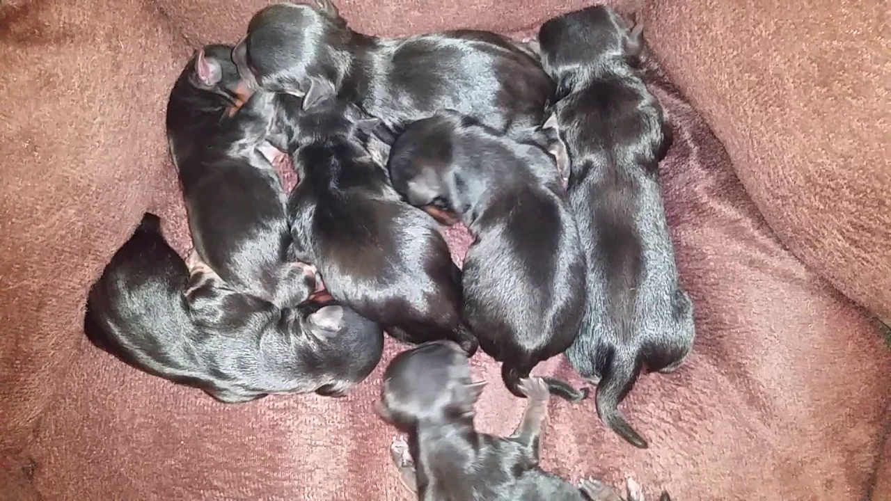 Yorkshire Terrier HUGE 7 PUPPY FIRST LITTER! - YouTube