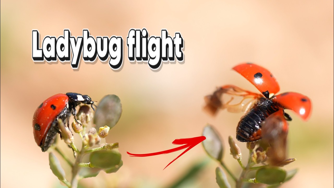 Magical Ladybugs: Up Close in Spain - YouTube