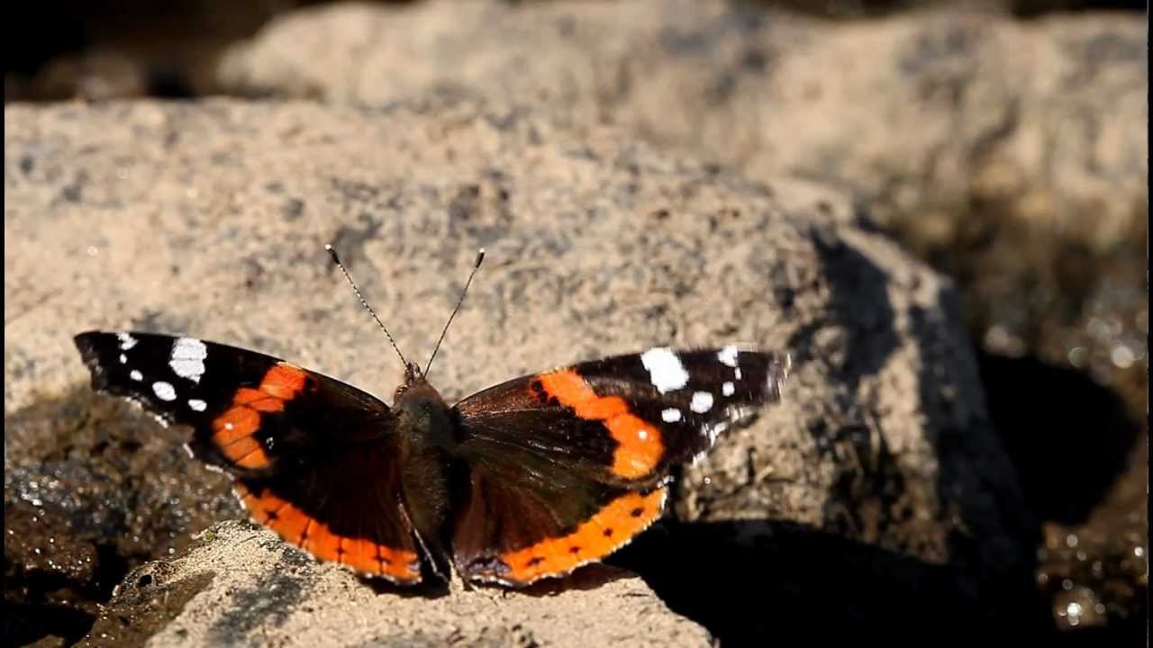 Babočka Admirál / Admiral Butterfly - YouTube