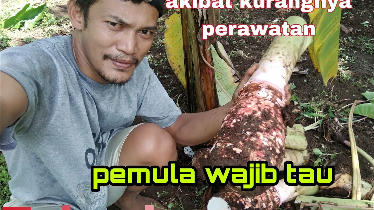 contoh talas bogor kurang penanganan hama - YouTube
