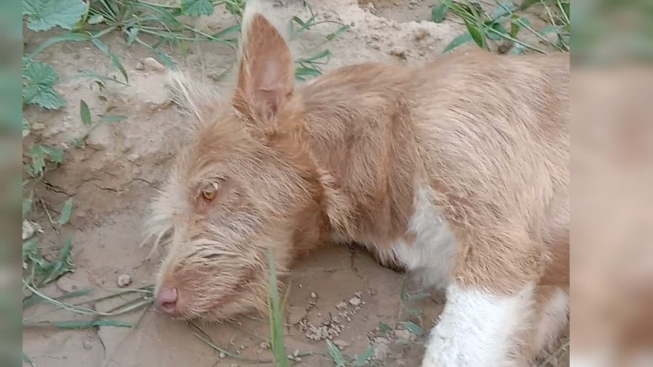 dog relaxation protocol 🥰🥰🥰 - YouTube