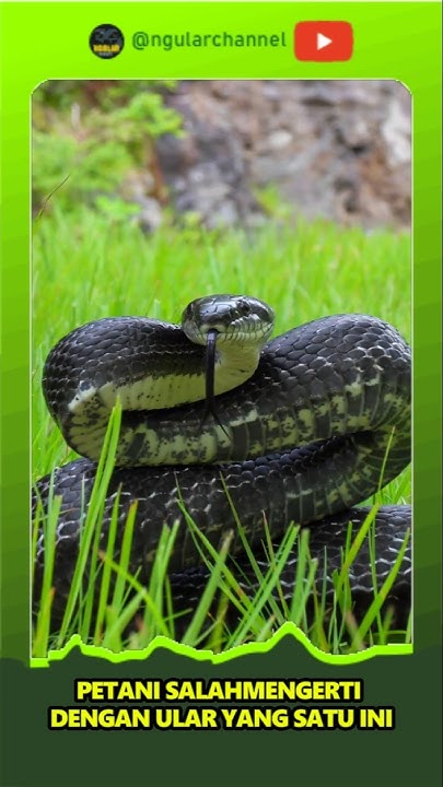 PETANI SALAH MENGERTI DENGAN ULAR INI #hewan #duniaular #ular #shorts ...