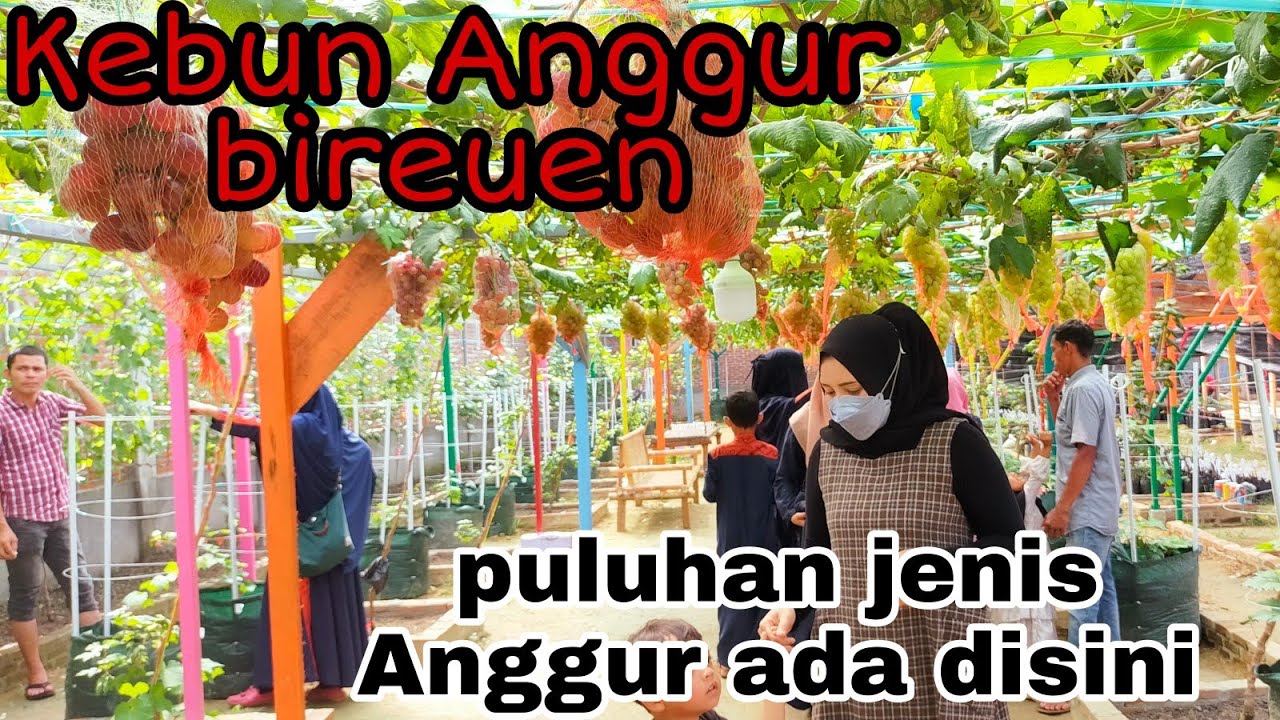 Viral Kebun Anggur Aceh, wisata kebun Anggur bireuen - YouTube