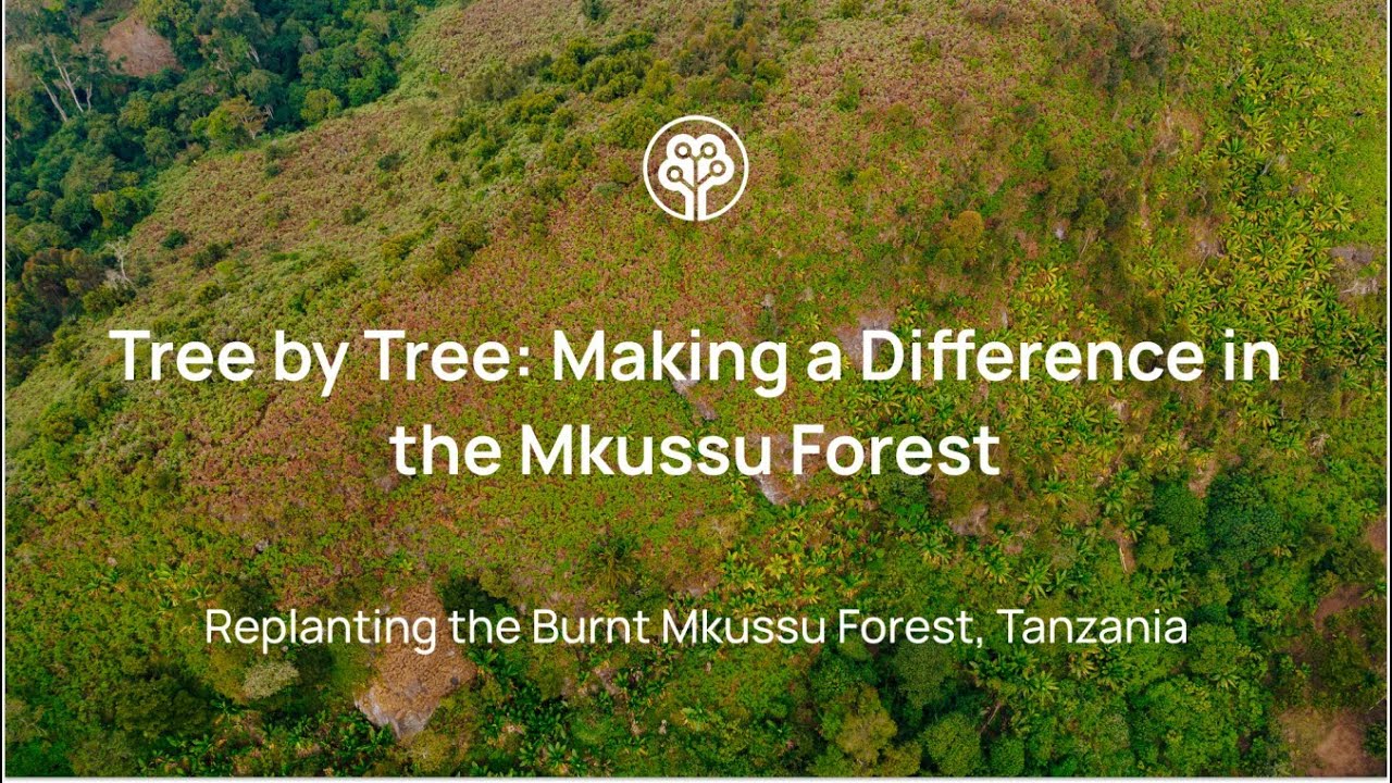 Tree by Tree: Making a Difference in the Mkussu Forest, Tanzania - YouTube