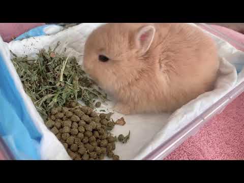 Baby Bunny Fawn Netherland Dwarf Eating Food | Just Too Adorable ...