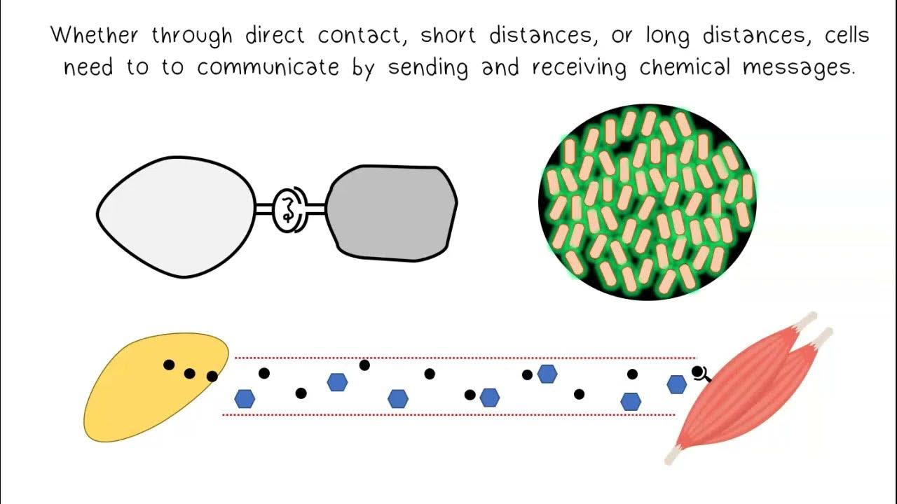 Cell Communication AP Biology - YouTube