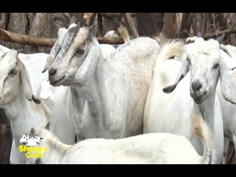 Mixed Goat keeping and the best breeds in Kenya - Part 2 - YouTube