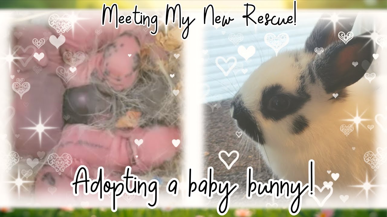 Meet My New Rescue! Adopting A Baby Bunny! - YouTube