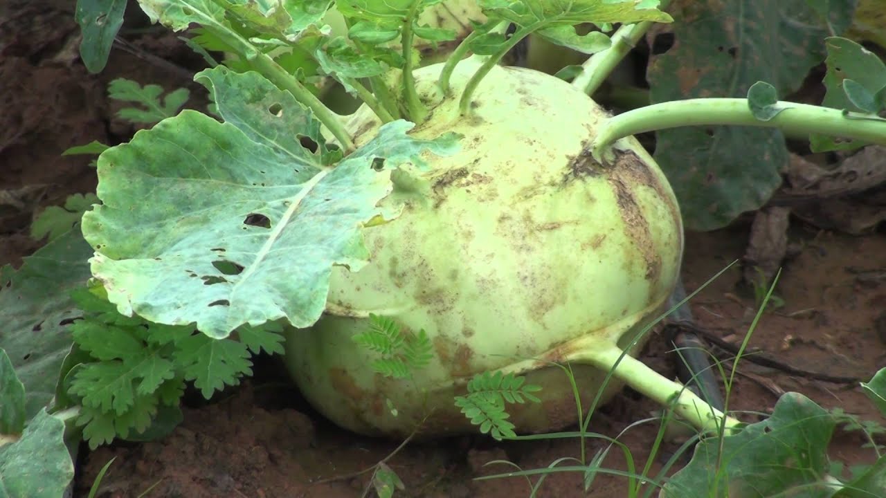 Cultivated big sized knol knol - YouTube