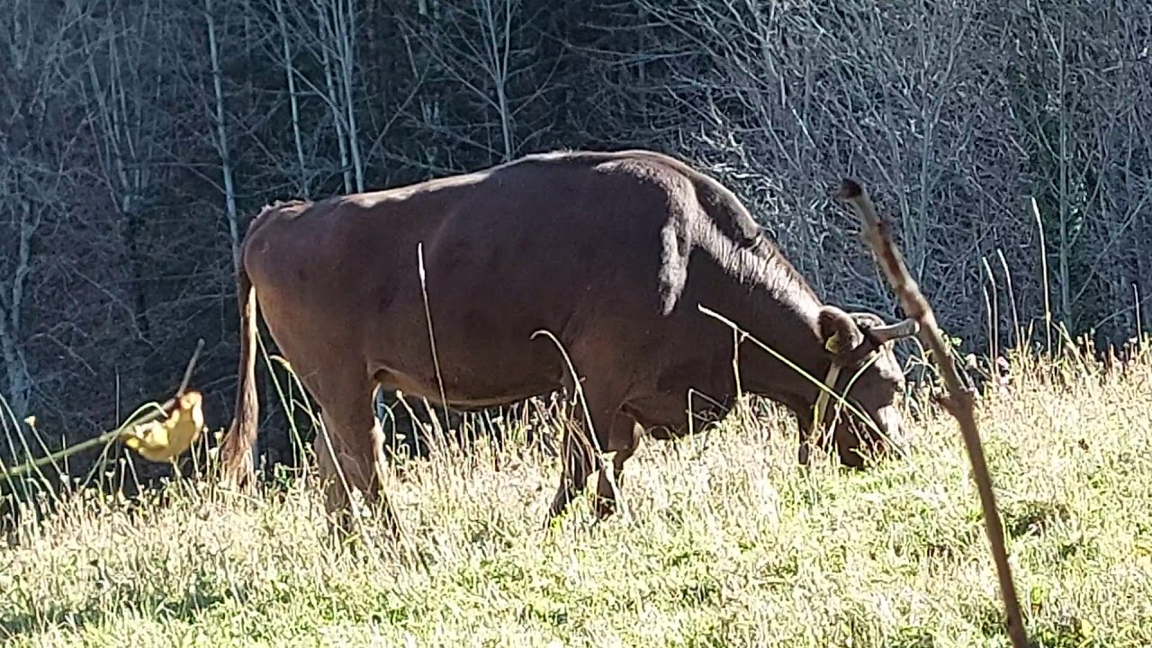 mucca che pascola a Frassinoro - YouTube